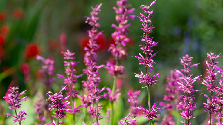 Not honeysuckle, not impatiens: The easy-to-grow flower hummingbirds love