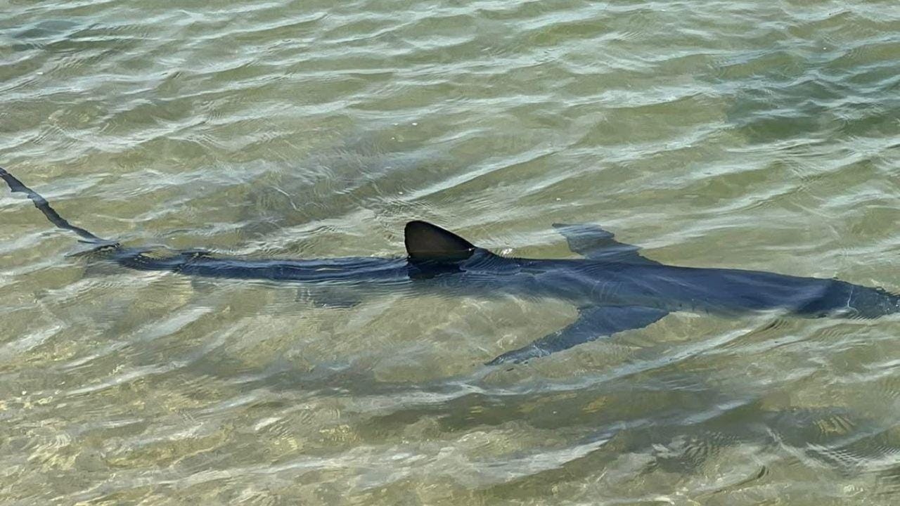 Tubarão-azul avistado na Ilha da Armona provoca pânico entre banhistas ...