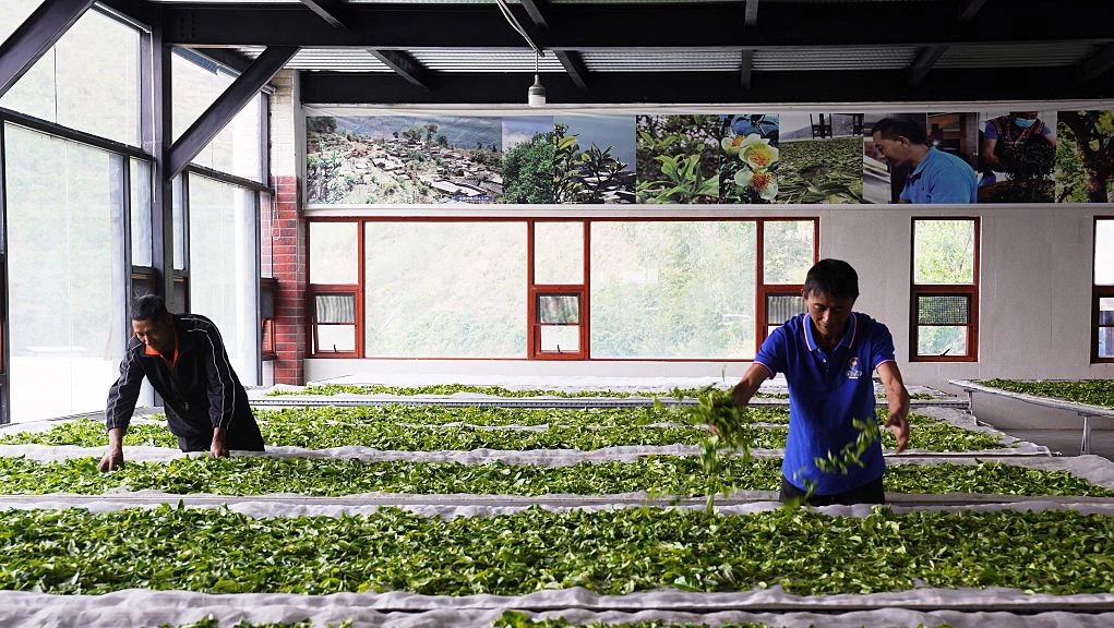 Oolong tea secrets from leaf to cup