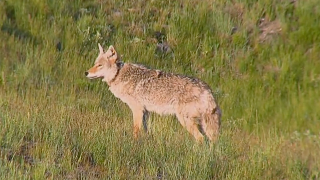 Living with coyotes