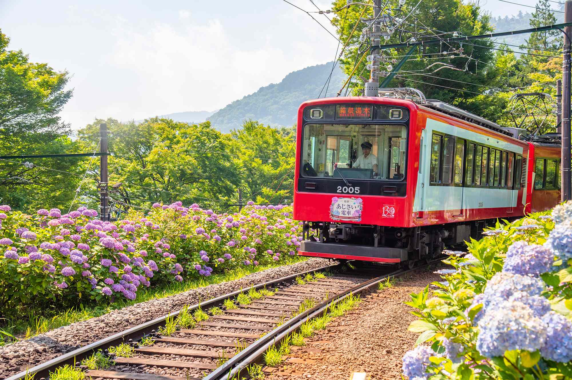 This scenic 'hydrangea train' takes travelers through stunning summer ...