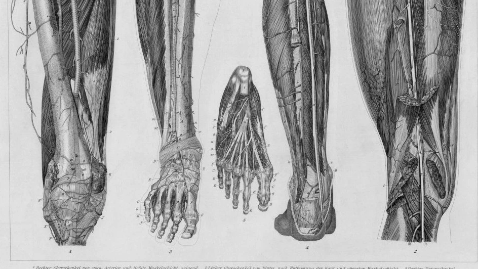 Unlock your soleus for strength and health