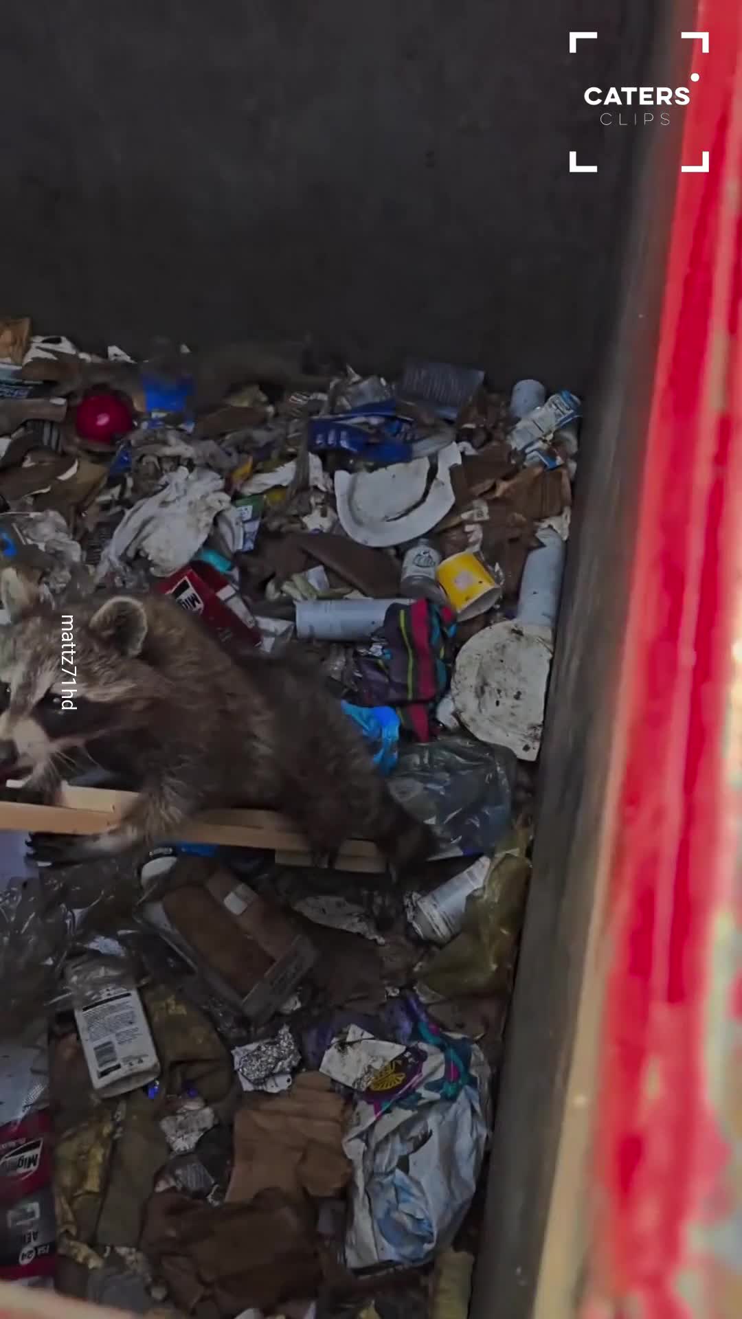 Raccoon and squirrel escape dumpster using homemade ladder ramp in ...