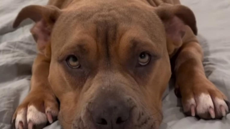 Dog snuggling with troubled foster sister is a touching story of ...