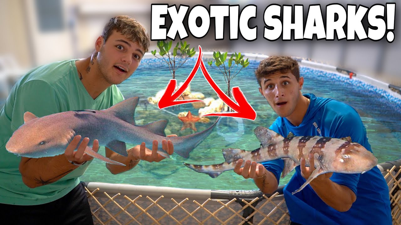 I rescued big sharks for my saltwater pond!