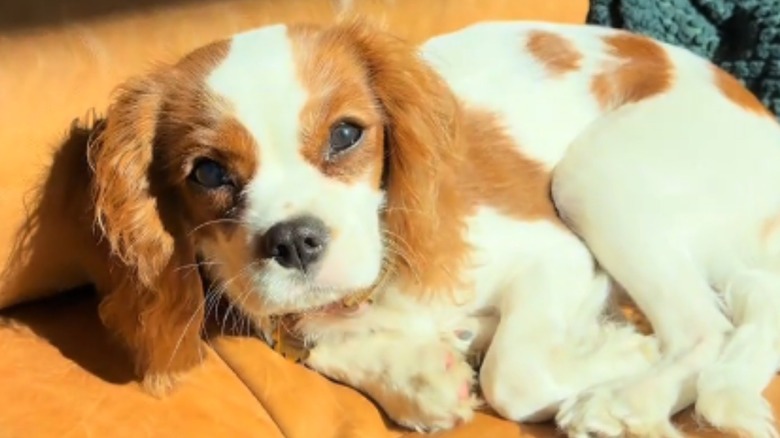 Cavalier King Charles spaniel watching Lady and the Tramp realizes she ...