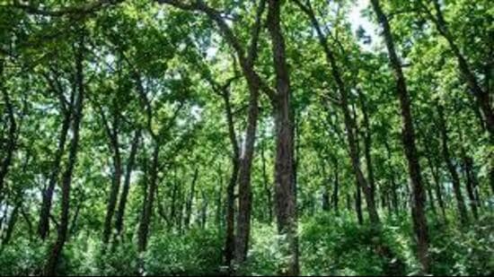 Punjab to map forest boundaries using satellite data