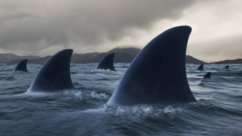 Scientists say this is the apex predator of the ocean (and it's not ...
