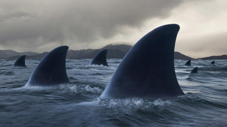 Scientists say this is the apex predator of the ocean (and it's not ...