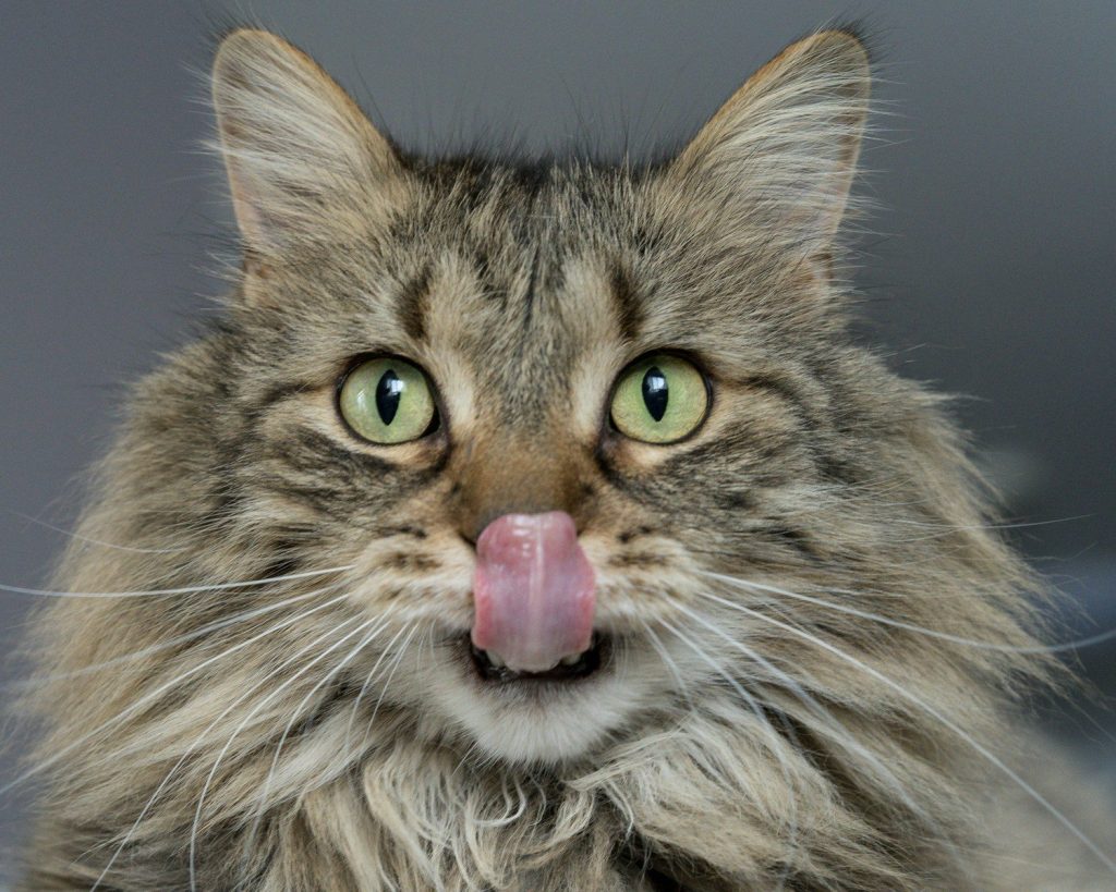 Can your cat actually talk to you using buttons?