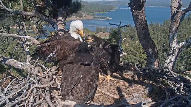 Millions of viewers are watching these awkward baby bald eagles stomp ...