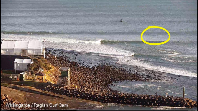 Attack by sea creature forces organisers to call a halt to pro surfing ...