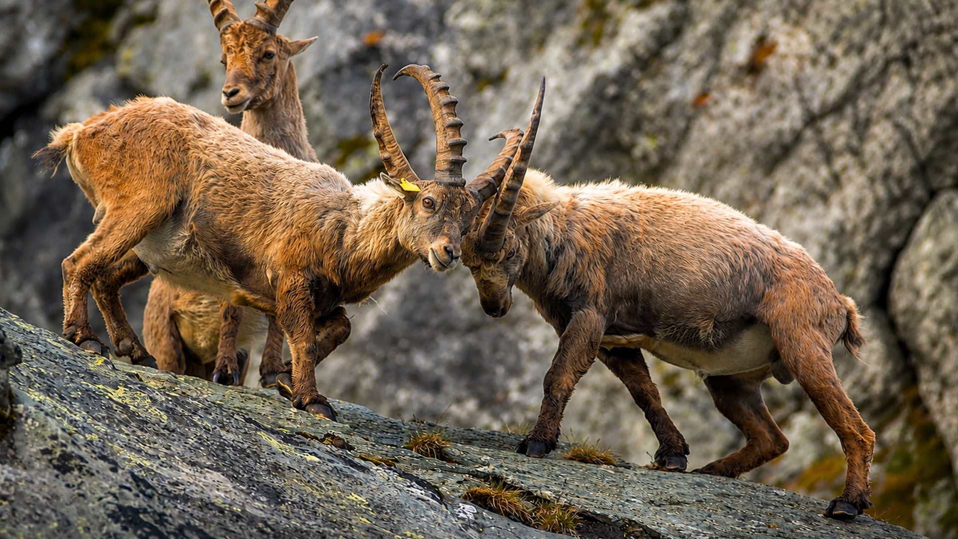 Camera trap records intense mountain goat clash in the wild