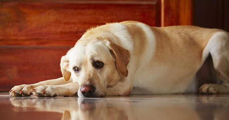 Científicos descubren qué parte de la cara observan primero los perros ...