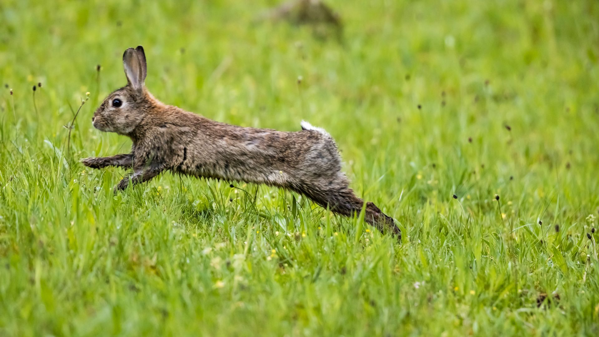 Facts about rabbits that might surprise you