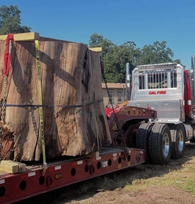 1,500-year-old giant sequoia killed in California fire headed to the ...