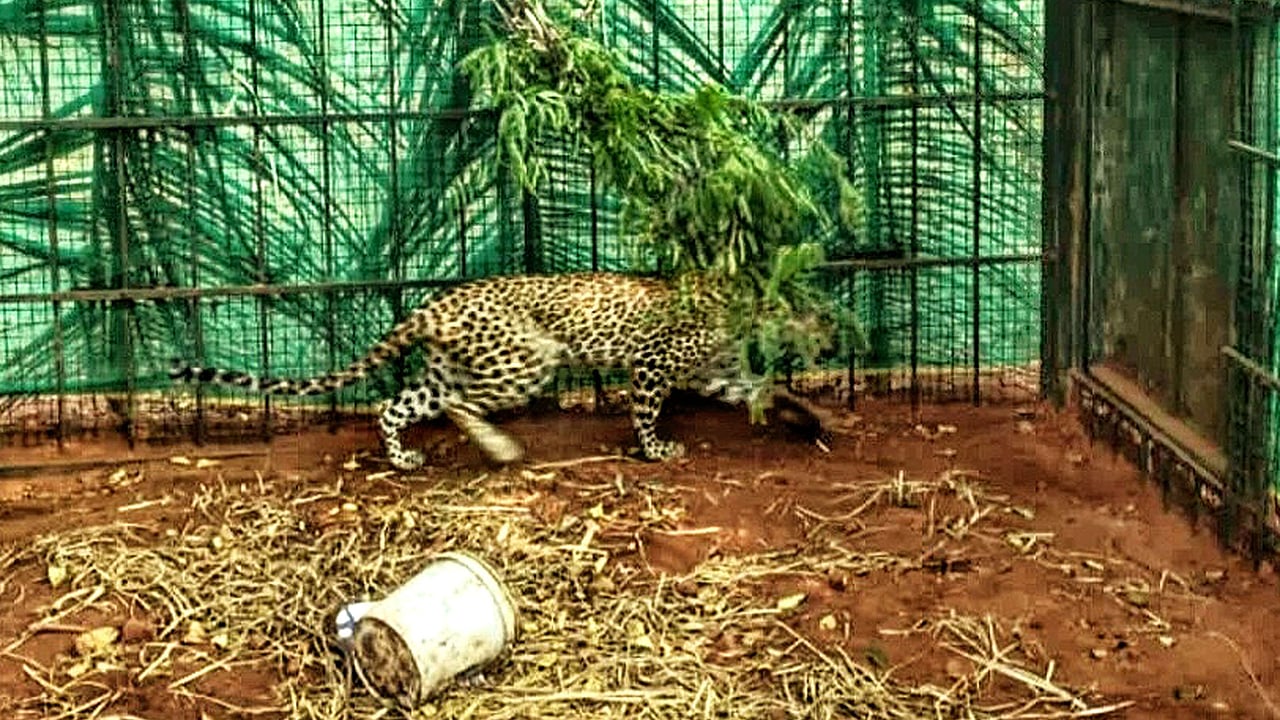 Leopard that killed boy near Male Mahadeshwara Hills in Karnataka captured