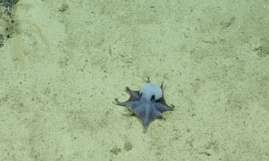 It's blue! Deep-sea scientists discover exciting new species in the ...