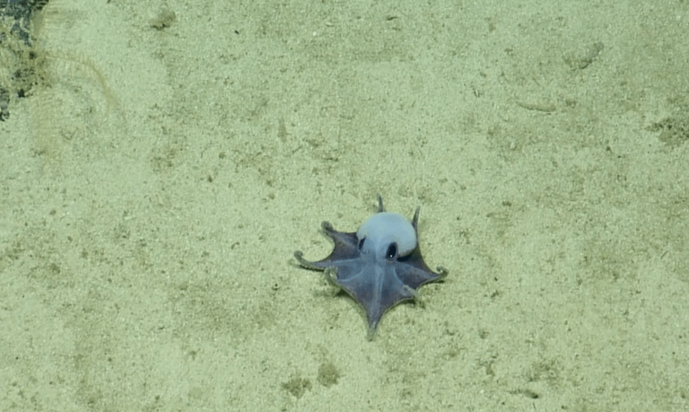 It's blue! Deep-sea scientists discover exciting new species in the ...