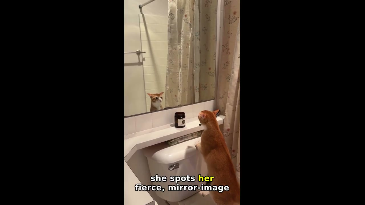 Cat freaks out over mirror reflection!