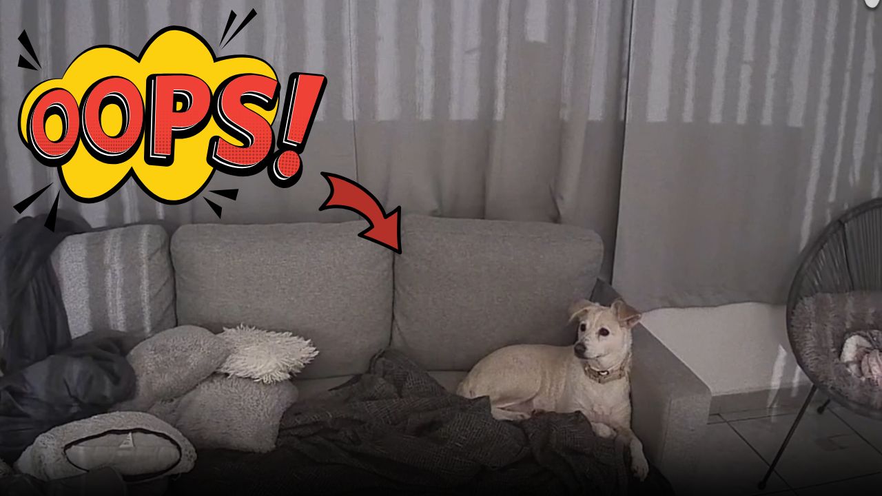 Dog gets tangled in a blanket while the other makes a quick exit