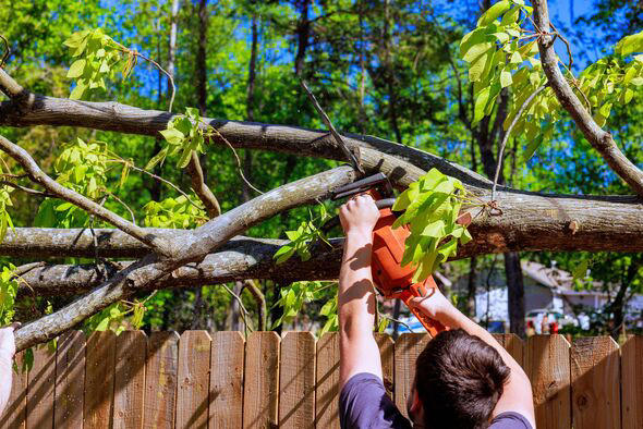 My neighbour's tree is growing over my garden - 4 experts all agree on ...