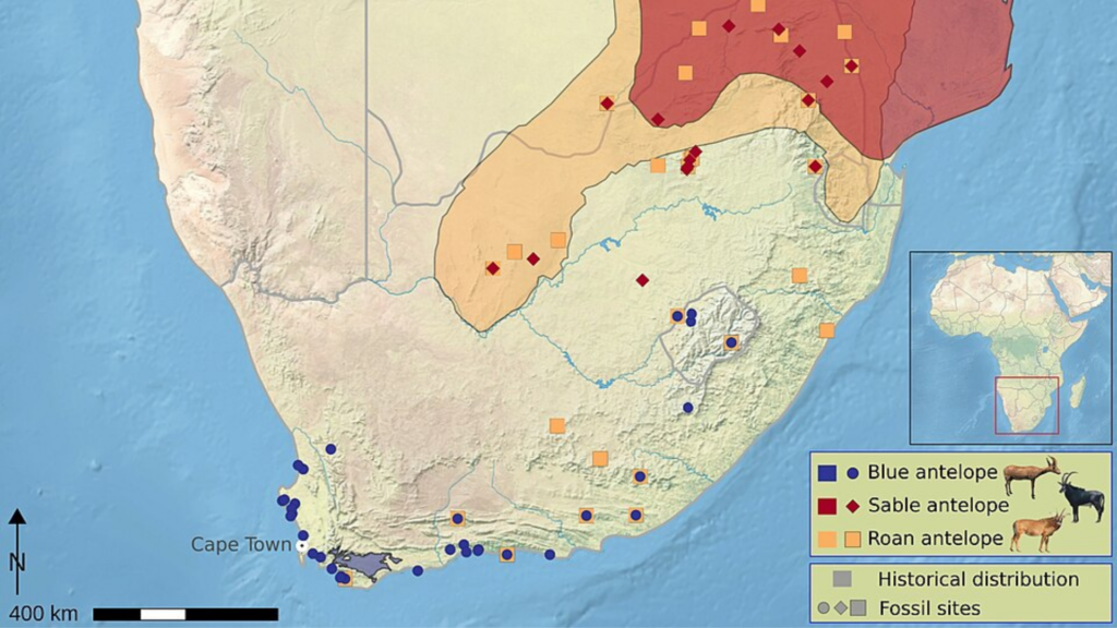 Bluebuck antelope may be next in line for de-extinction after dire wolf ...