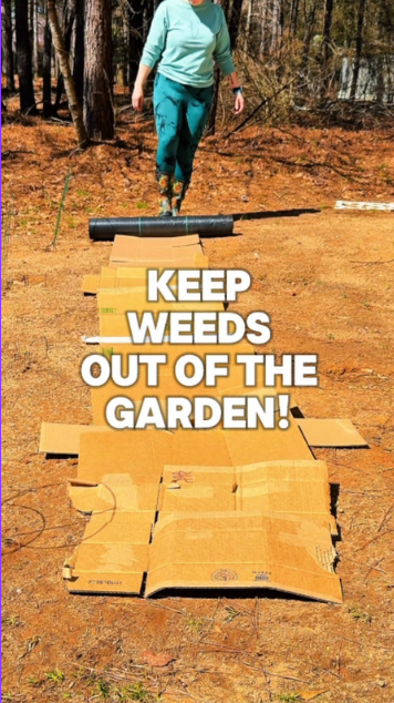 Easy garden tricks to stop weeds from taking over