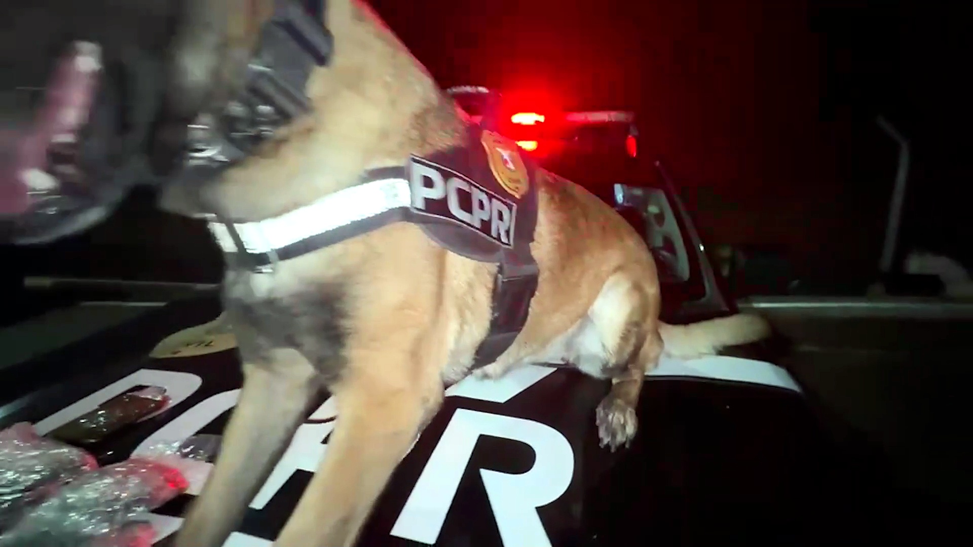 K9 Becky fareja haxixe raro e operação termina com apreensão milionária