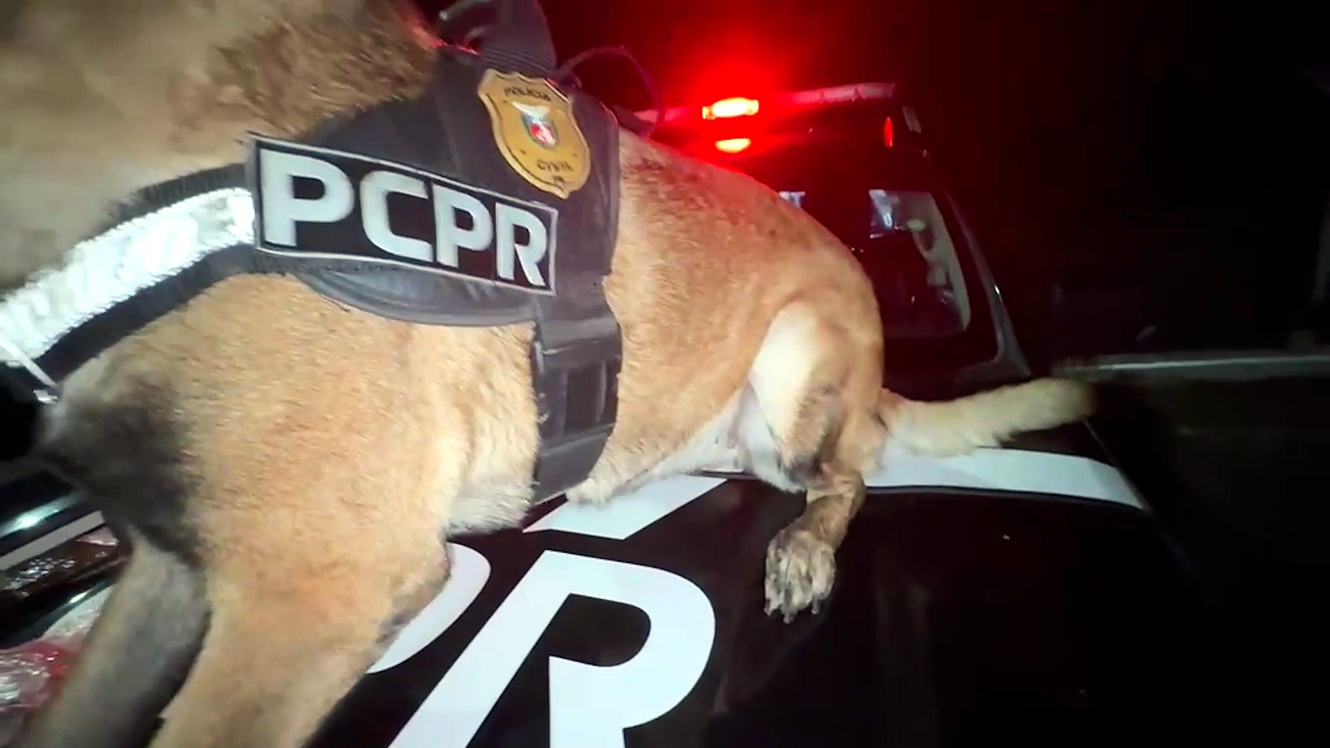 K9 Becky fareja haxixe raro e operação termina com apreensão milionária