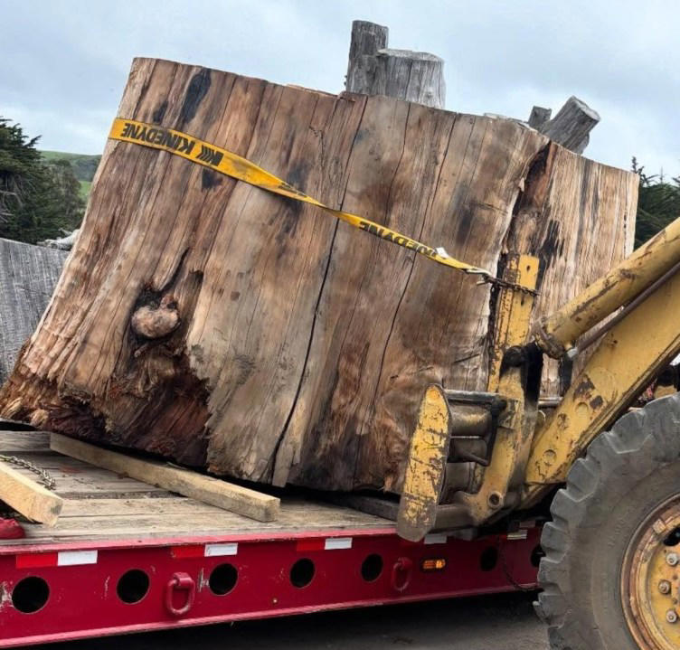 1,500-year-old giant sequoia killed in California fire headed to the ...