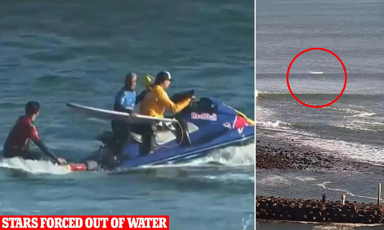 Attack by sea creature forces organisers to call a halt to pro surfing ...