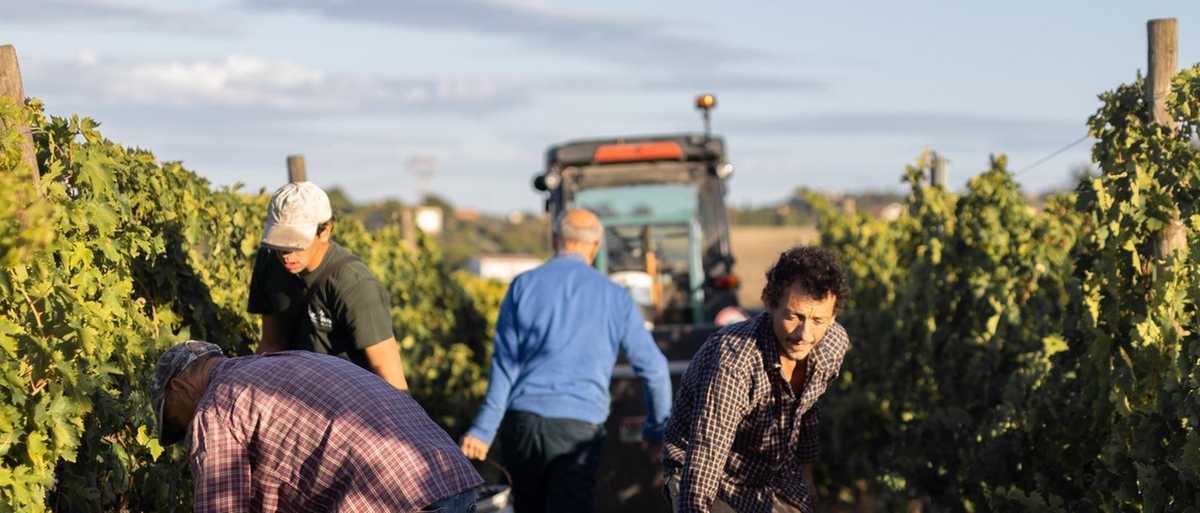 Tra mare e vigne il Conero riscopre la vocazione dei vini rosati