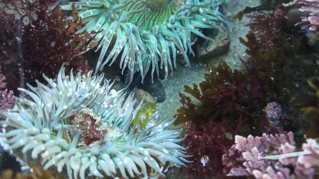 Brainless sea anemones found using an ancient body-building blueprint ...