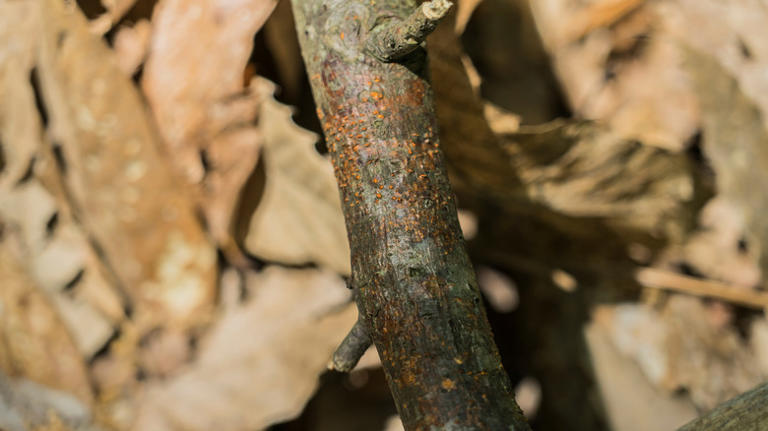 What to do if you find orange gashes in your tree bark