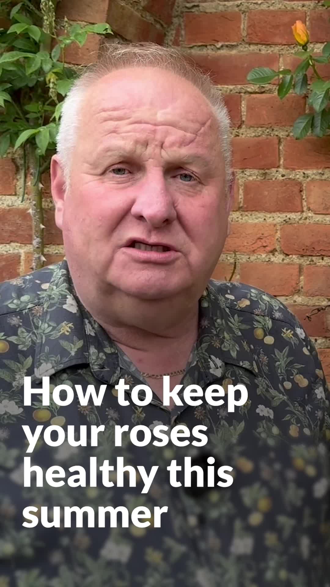How to keep your roses healthy this summer