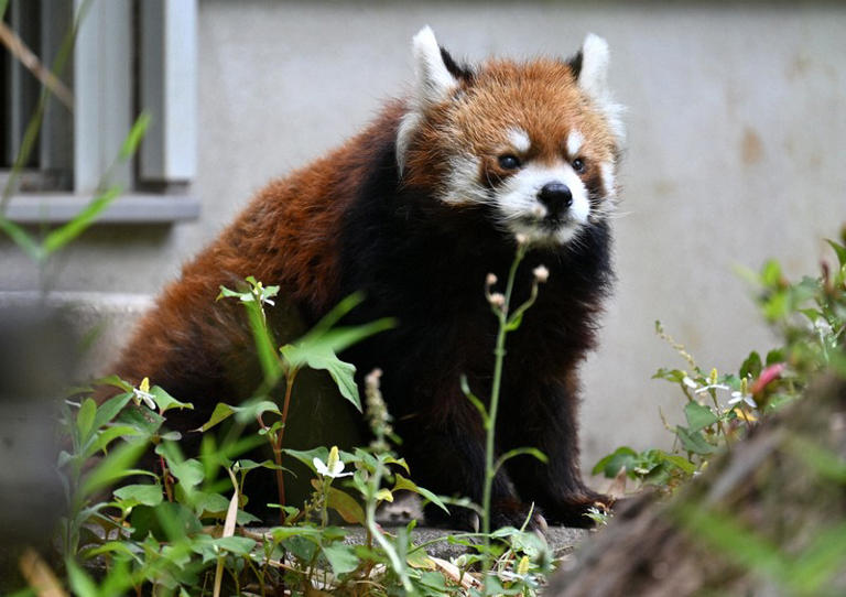 Japan zoo's celebrity red panda Futa defies age as 23rd birthday nears