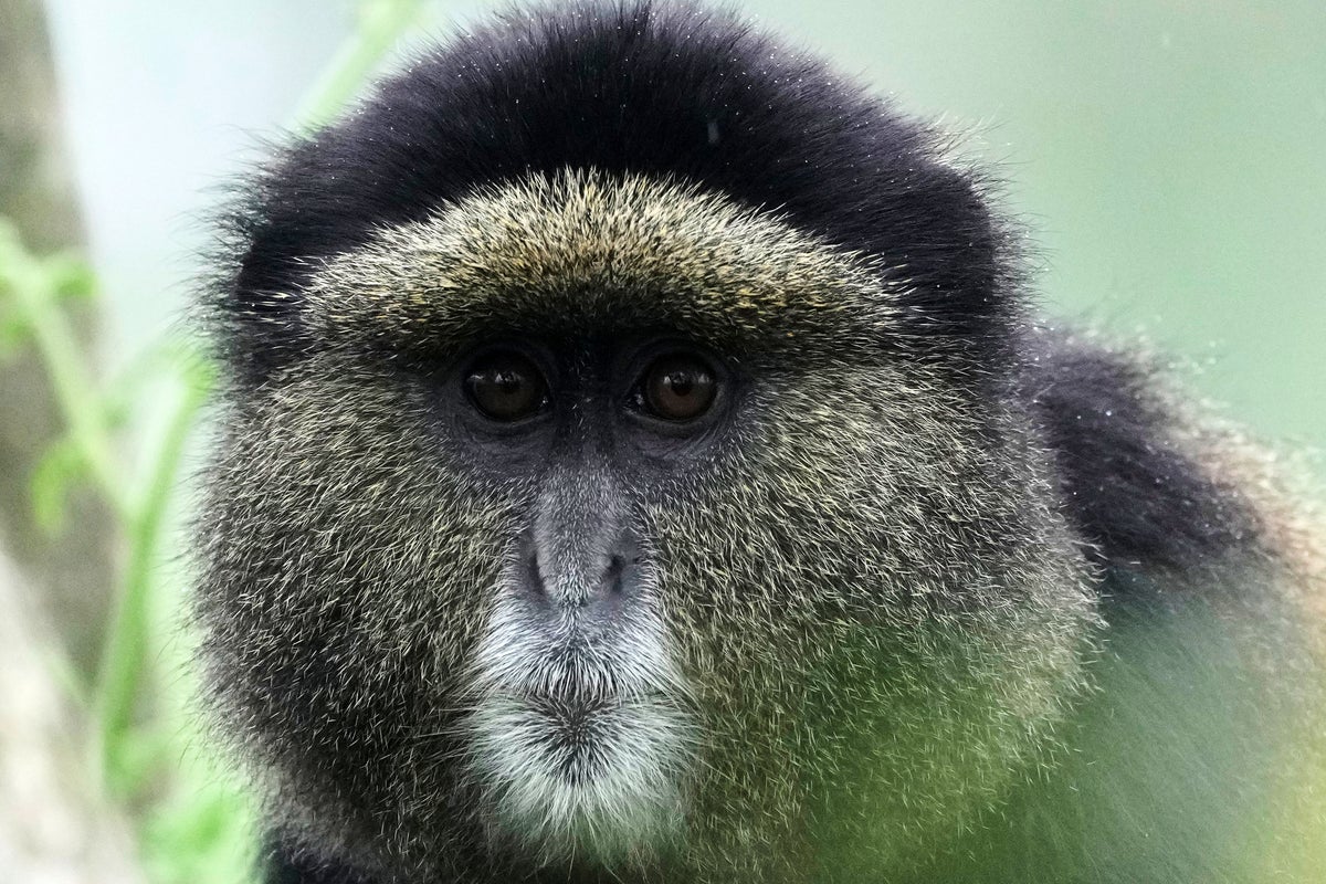 How collecting DNA samples in the wild could transform conservation