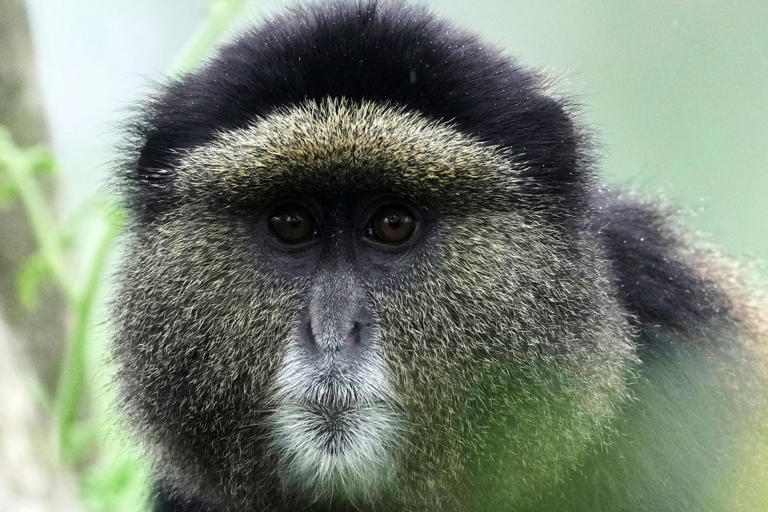 How collecting DNA samples in the wild could transform conservation