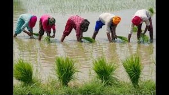Punjab targets 5 lakh acres under DSR; ₹1,500 per acre incentive via ...