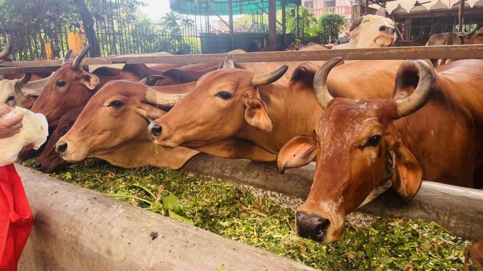 Doa Menyembelih Hewan Kurban dan Tata Cara Penyembelihan yang Syari