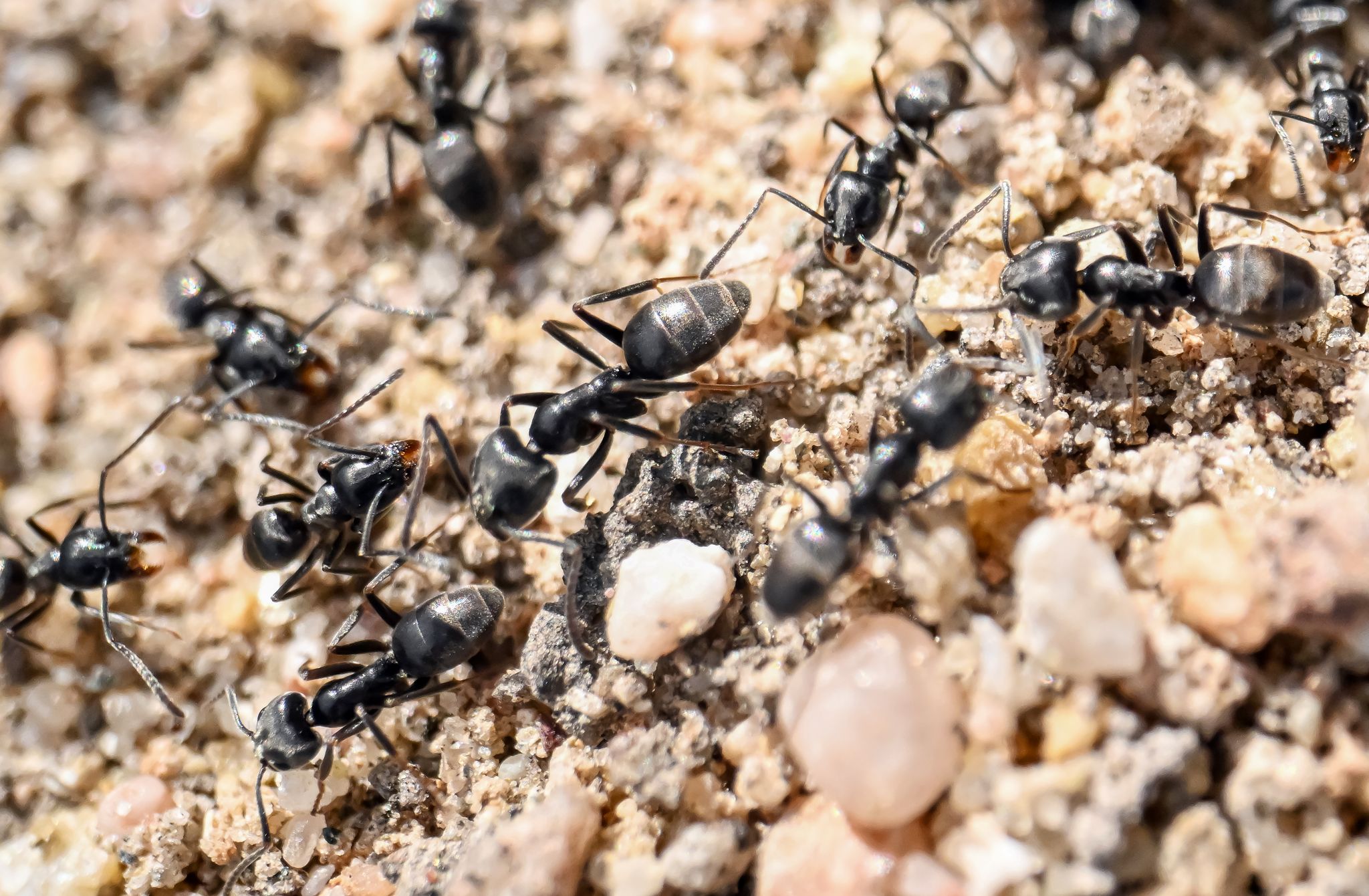 Invasive Ameisenart im Norden angekommen