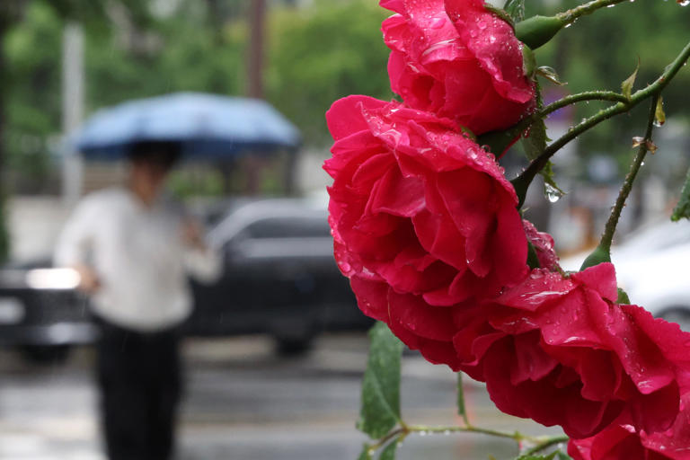 Summer-level 'water bomb' rain drenches capital region, up to 100mm