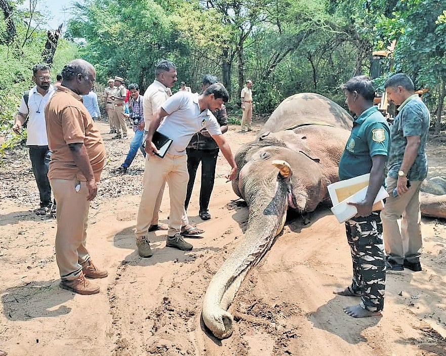 Jumbo ‘Chillikomban’ drowns after being washed away in Pollachi's ...