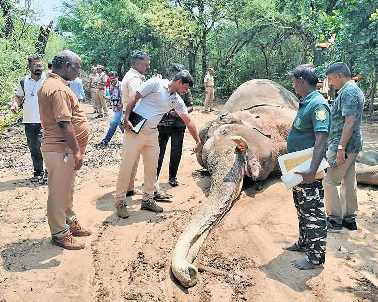Jumbo ‘Chillikomban’ drowns after being washed away in Pollachi's ...