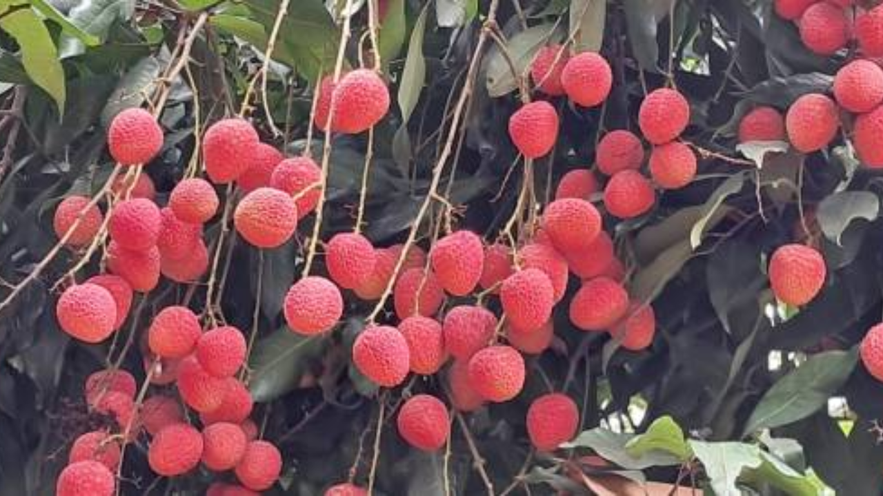 From GI-tagged Tezpur litchi to Bombai litchi: The remarkable journey ...