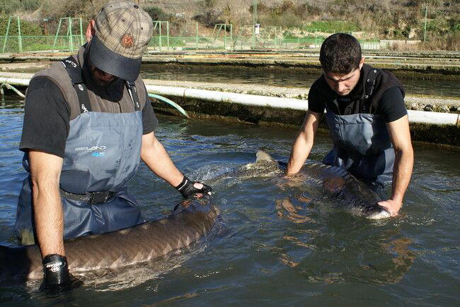 Esturiones en España: del río al caviar, la historia del pez milenario ...