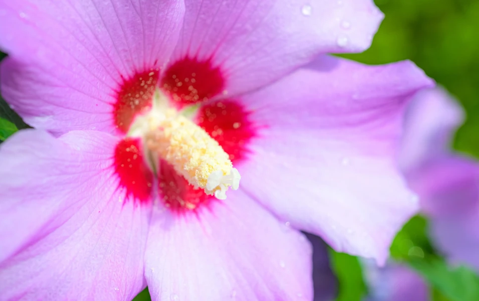 Hibiscus tea love: Sip your way to wellness