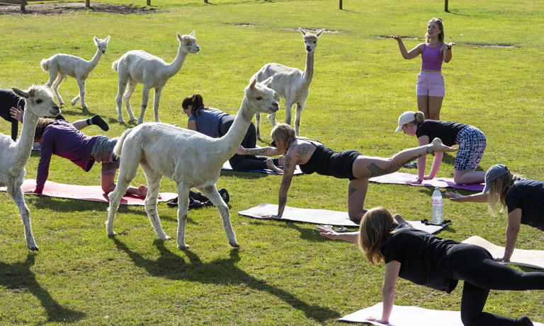 Animal lovers enjoy a Sunday morning Pilates class - with alpacas