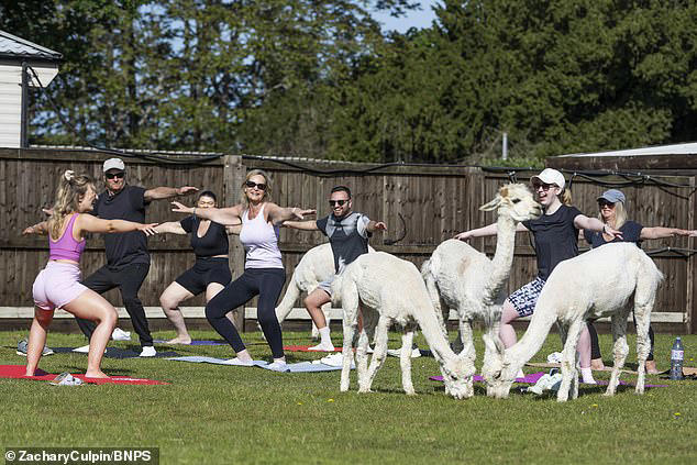 Animal lovers enjoy a Sunday morning Pilates class - with alpacas